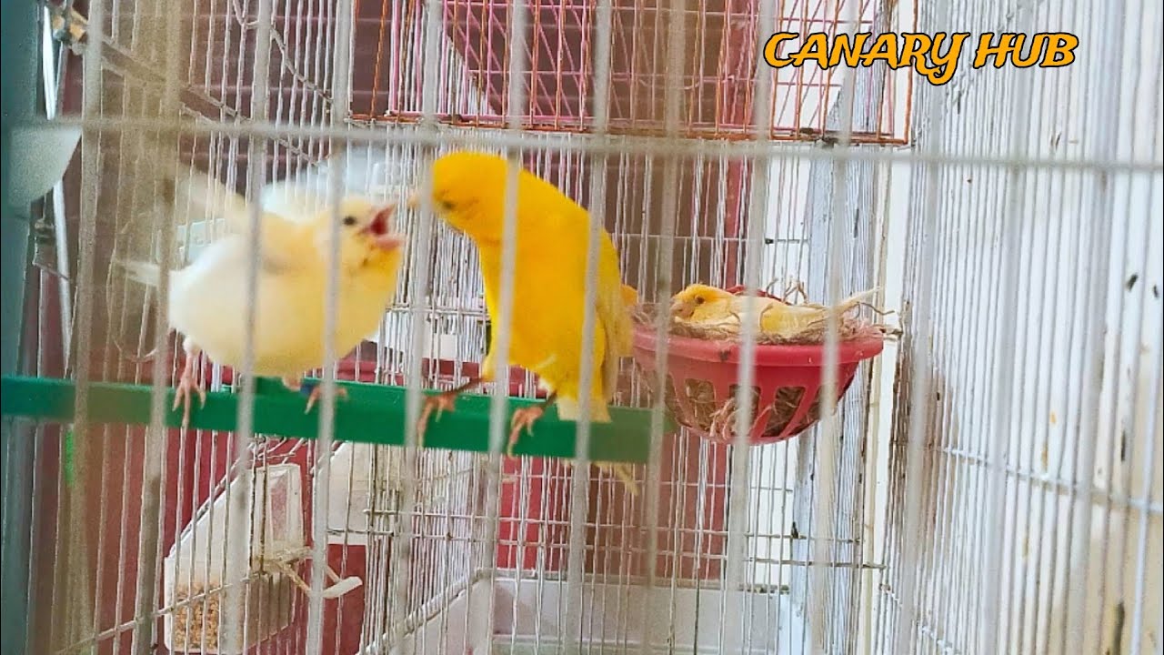 Canary pair feeding the baby canary , fewdays more and then it will ...