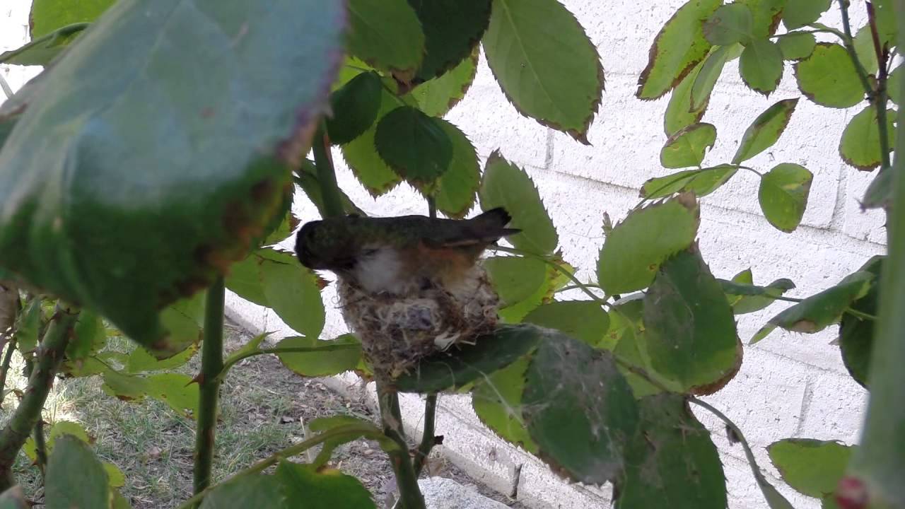 Hummingbird Nest Building Close up GoPro Hero3 V13917 - YouTube