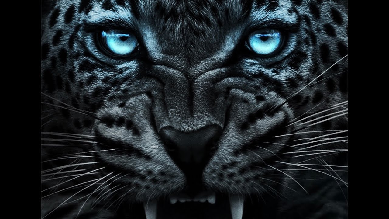 Darkness to Breathtaking Colorful wild Animal + Jungle Sound ,Wildlife ...