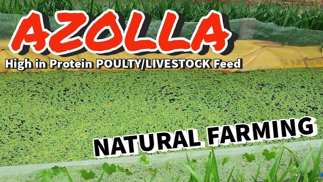 Harvesting and washing Azolla and giving it fresh to Chickens | High in ...