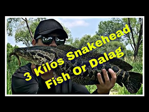 Snakehead Fish /Dalag 3 Kilograms @deoskychannel8823 - YouTube