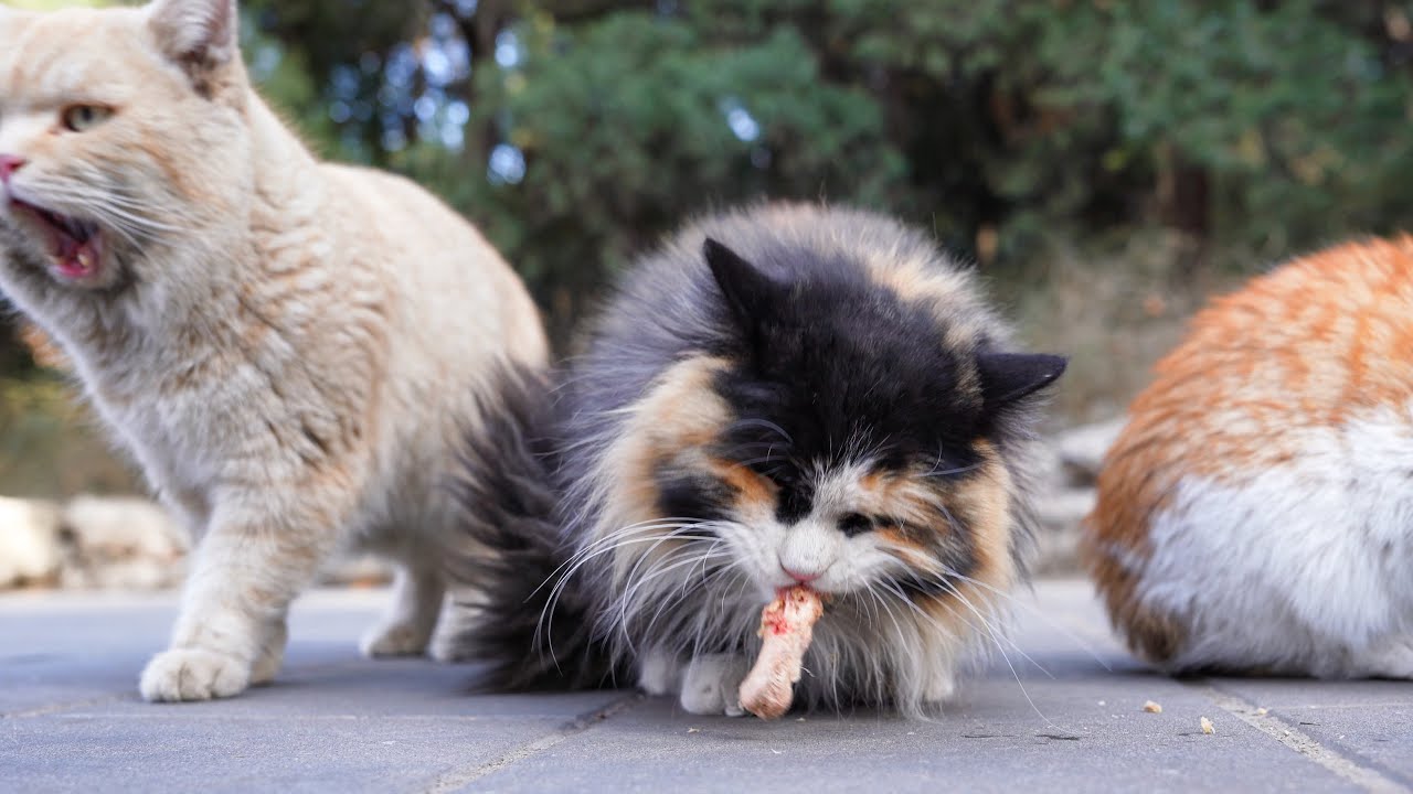 Cats eating chicken necks and catnip biscuits - YouTube