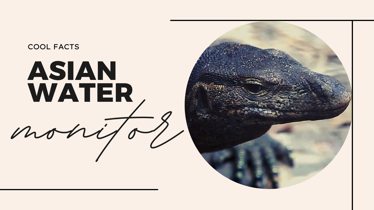 Asian water monitor facts 🦎 native to South and Southeast Asia - YouTube