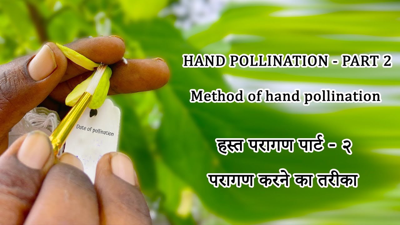 VNR Madhur -Custard Apple Hand Pollination Part 2/ सीताफल में हस्त ...