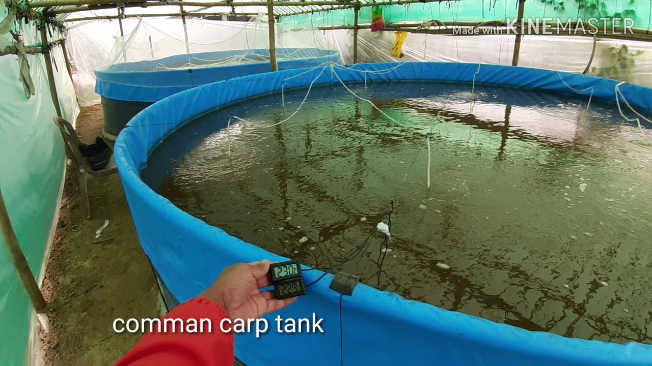 how control temperature in biofloc fish farm - YouTube