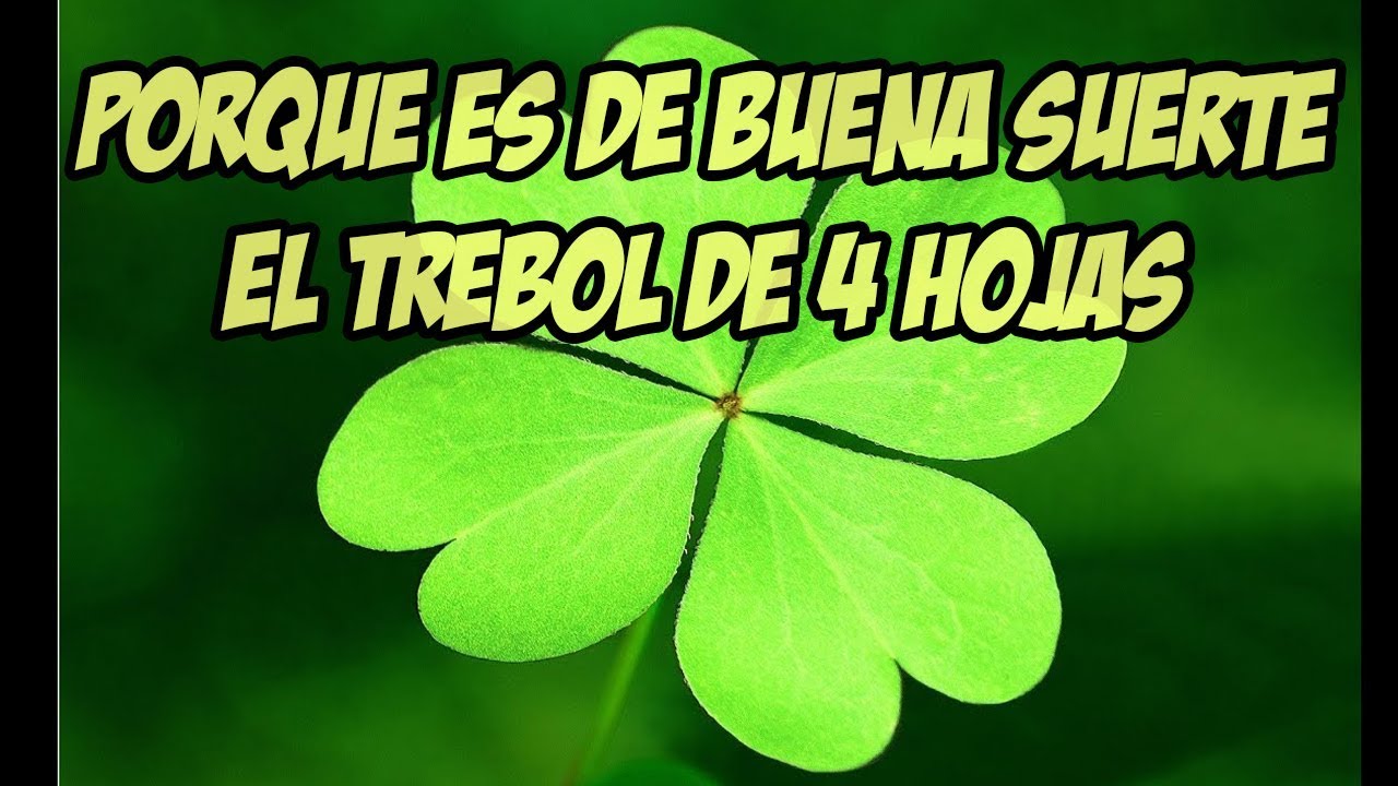 Porque el trebol de 4 hojas es de buena suerte Explorando lo curioso ...