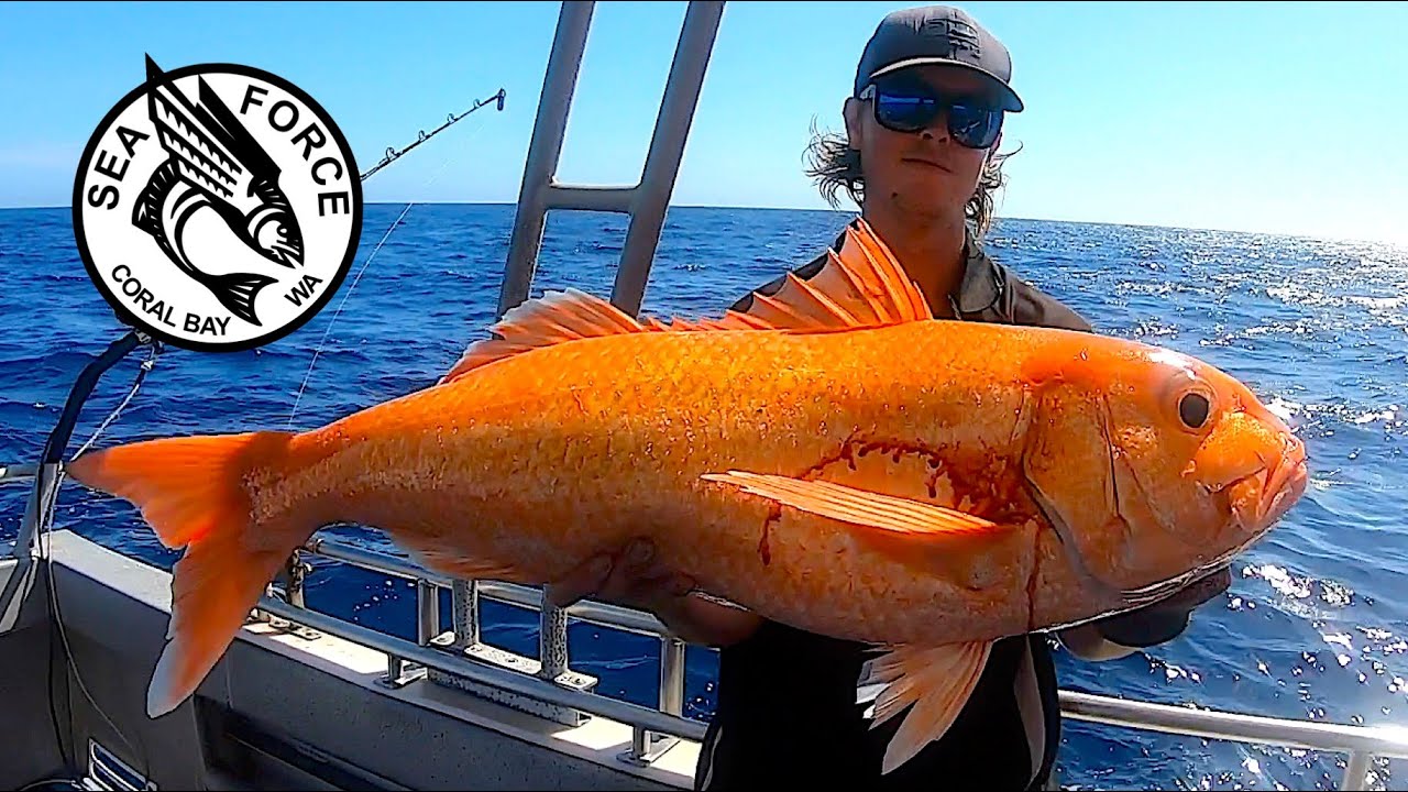 BLUE MARLIN & RUBY SNAPPER - Deep Dropping and Trolling on the way back ...