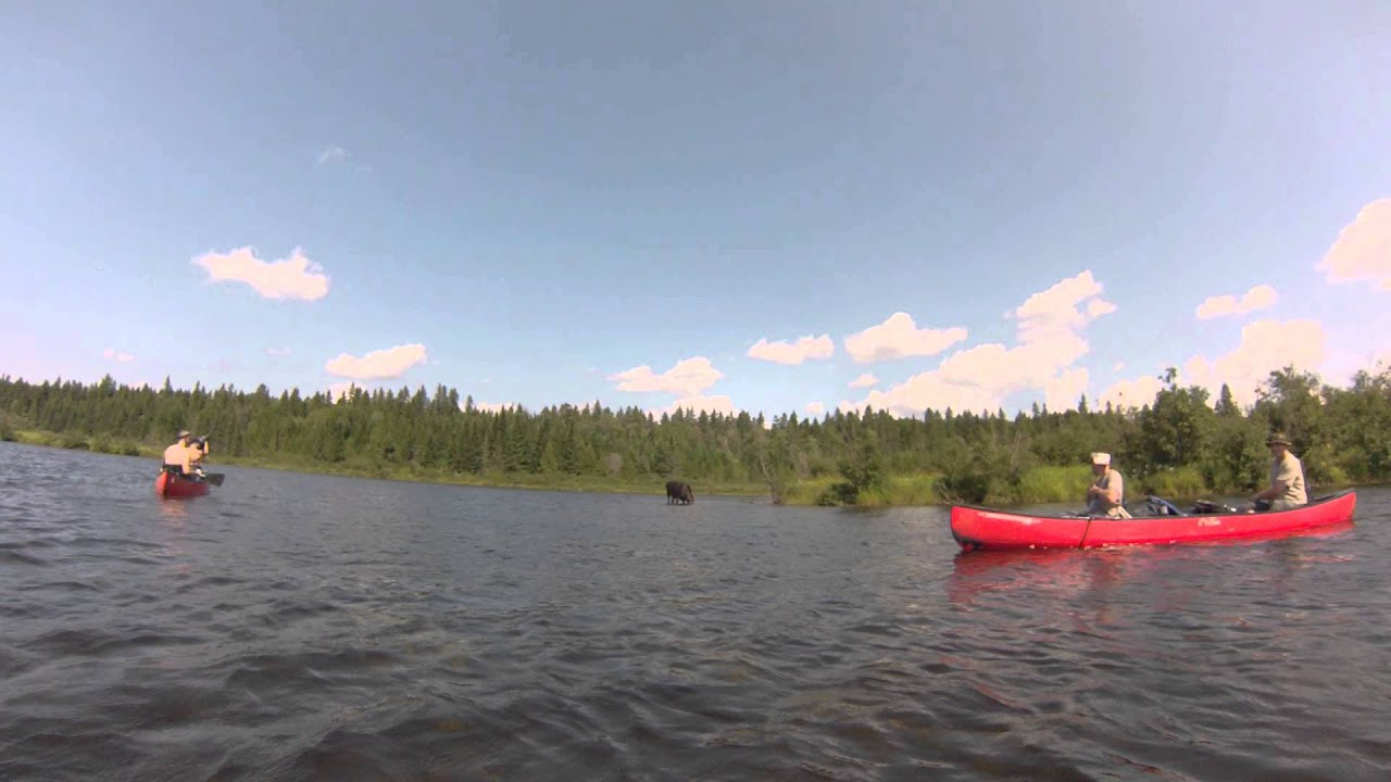 Alien Moose Alert!!!! - YouTube