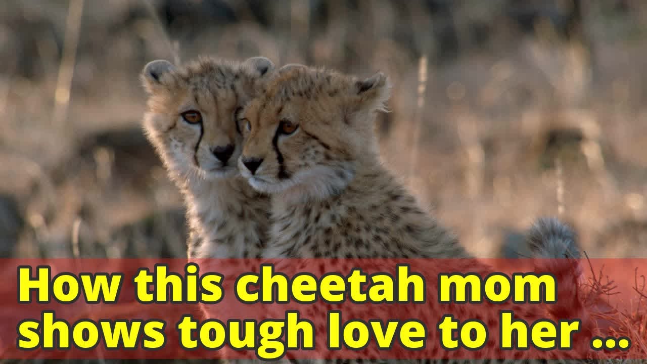 How this cheetah mom shows tough love to her cubs - YouTube