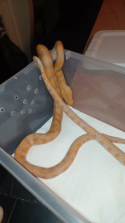 Lavender Citron reticulated pythons #malayopythonreticulatus - YouTube
