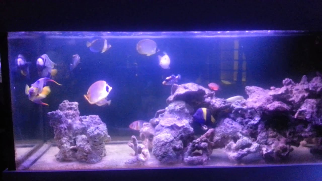 6ft FOWLR tank - YouTube