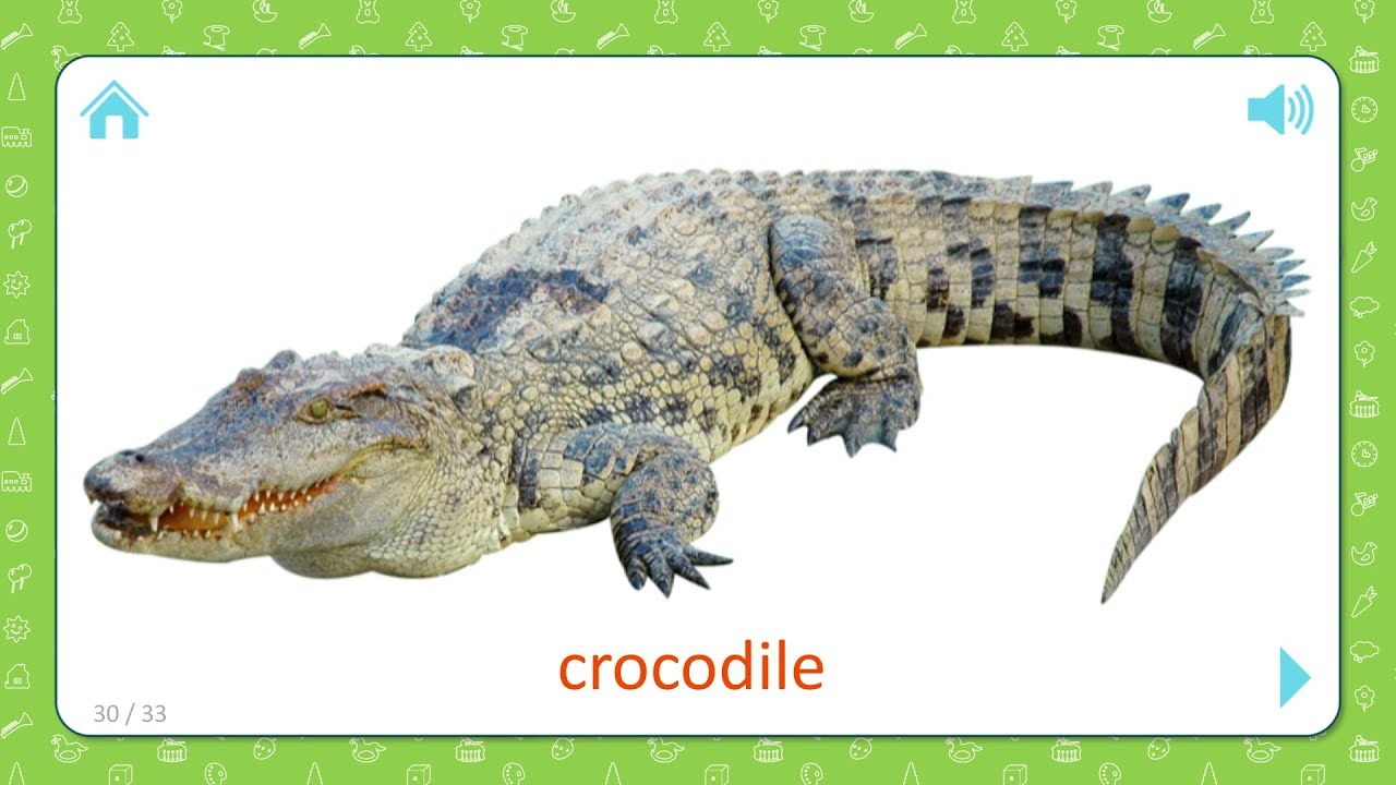 Crocodile - Wild Animals - Flashcards for Kids - YouTube