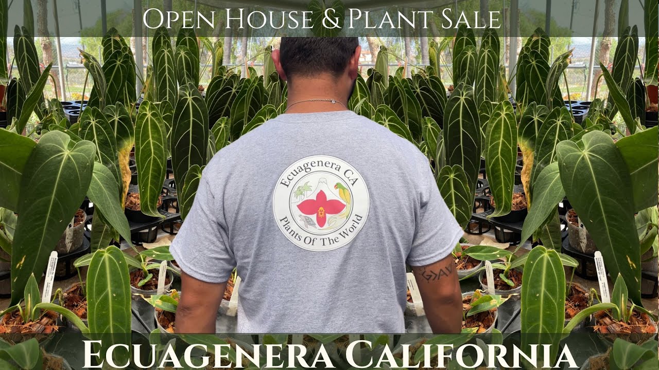 Ecuagenera California / Open House Plant Nursery Tour / Rare Aroids ...
