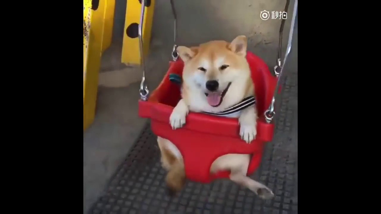 I put spongebob music over a doge in a swing - YouTube