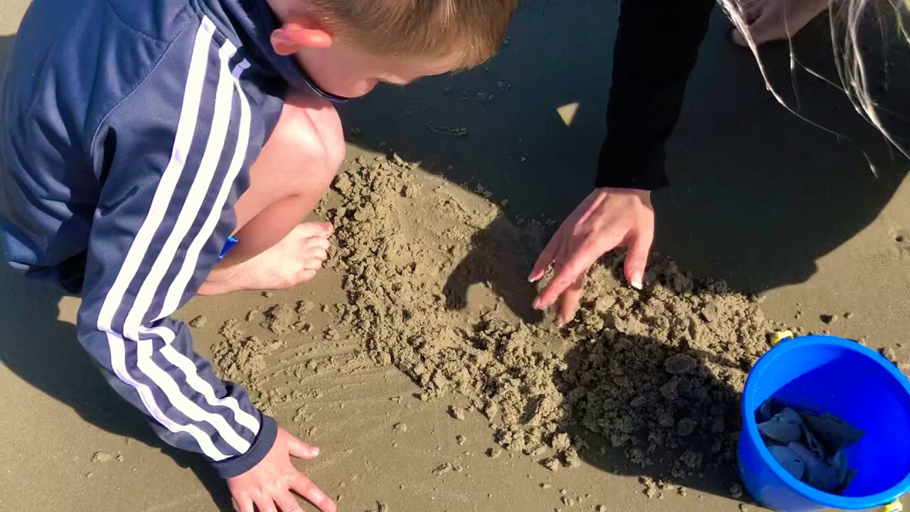 Digging up Sand Dollars on Jekyll Island - YouTube