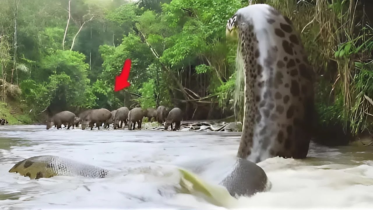 Wild Life Amazon Rainforest – When Predators Become Prey - YouTube
