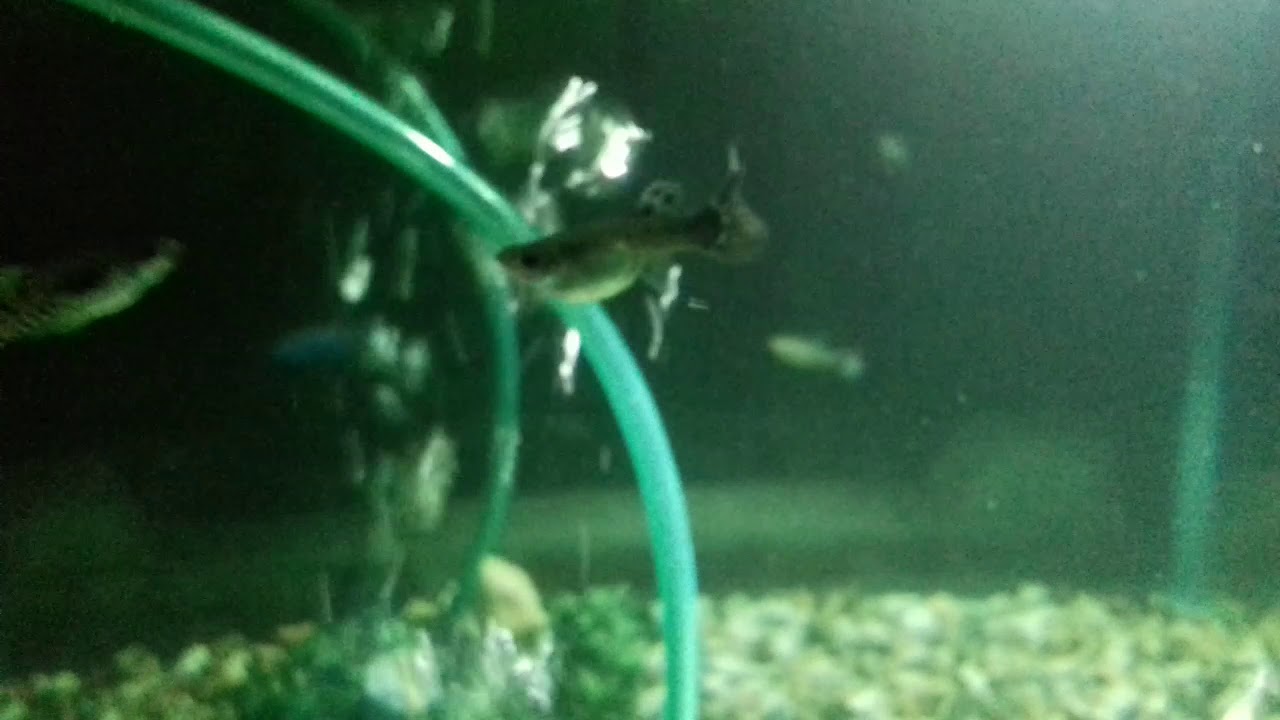 Gappy breeding season channel beautiful gappy fish Everday bangla - YouTube