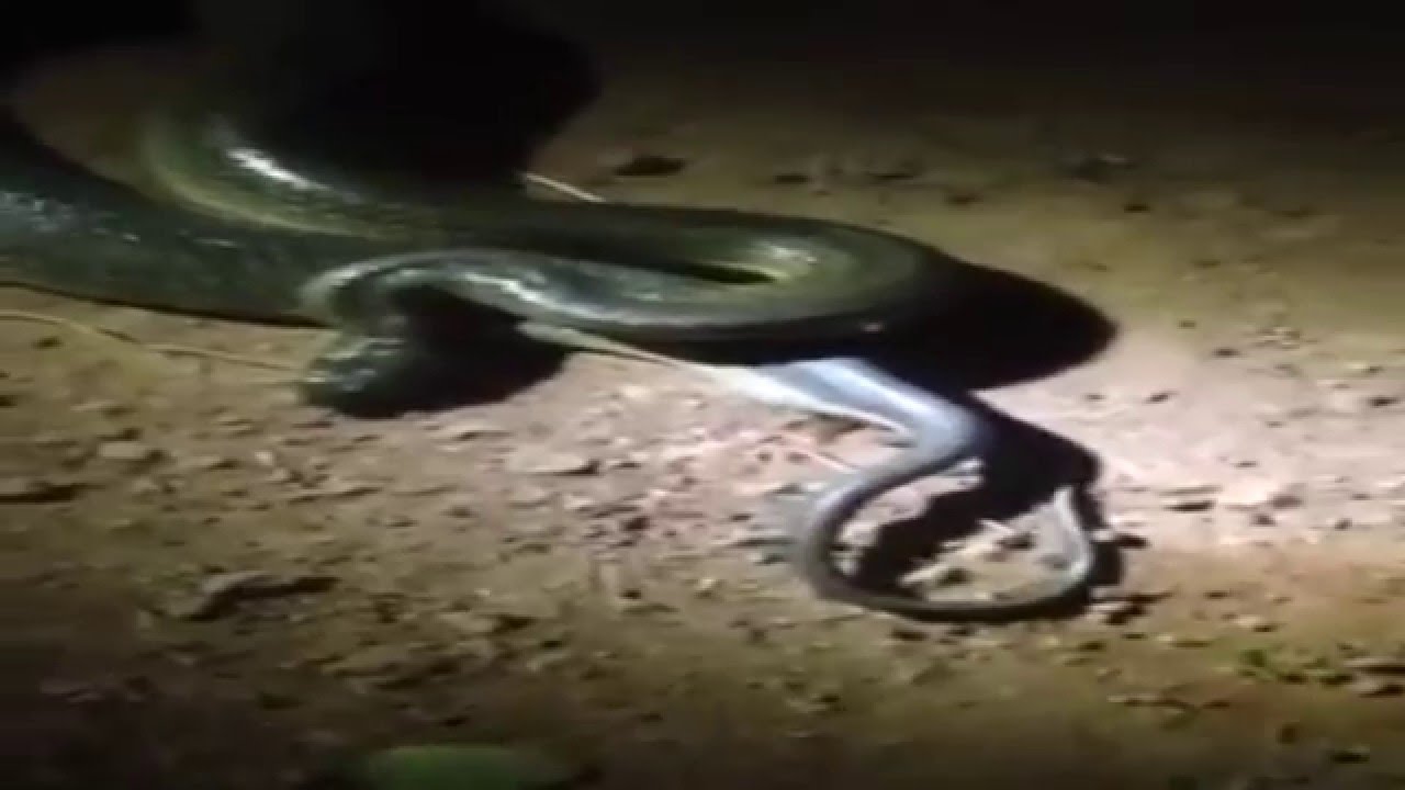 Naissance de Serpent - Snake born - YouTube