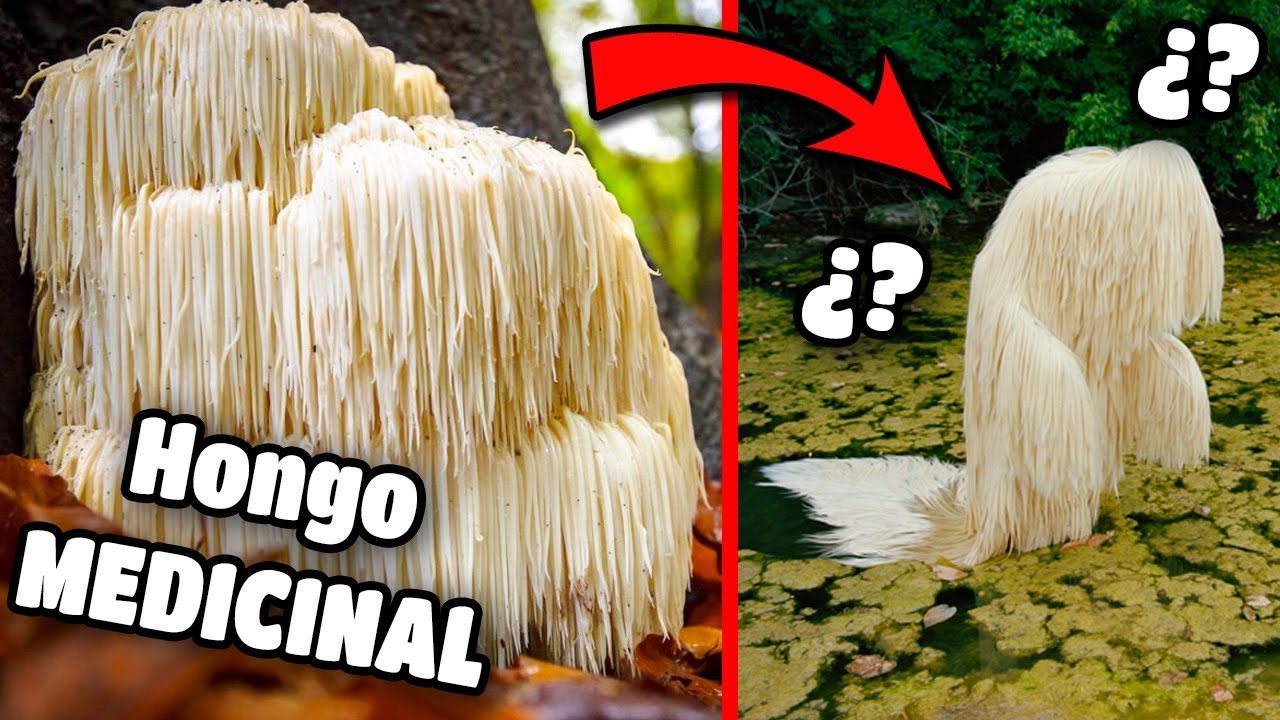 Cómo RECONOCER HONGOS COMESTIBLES MEDICINALES, Hericium erinaceus, el ...