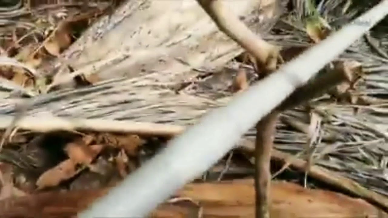 Ang galing ng imbition nila maka patubig kahit walang motor - YouTube