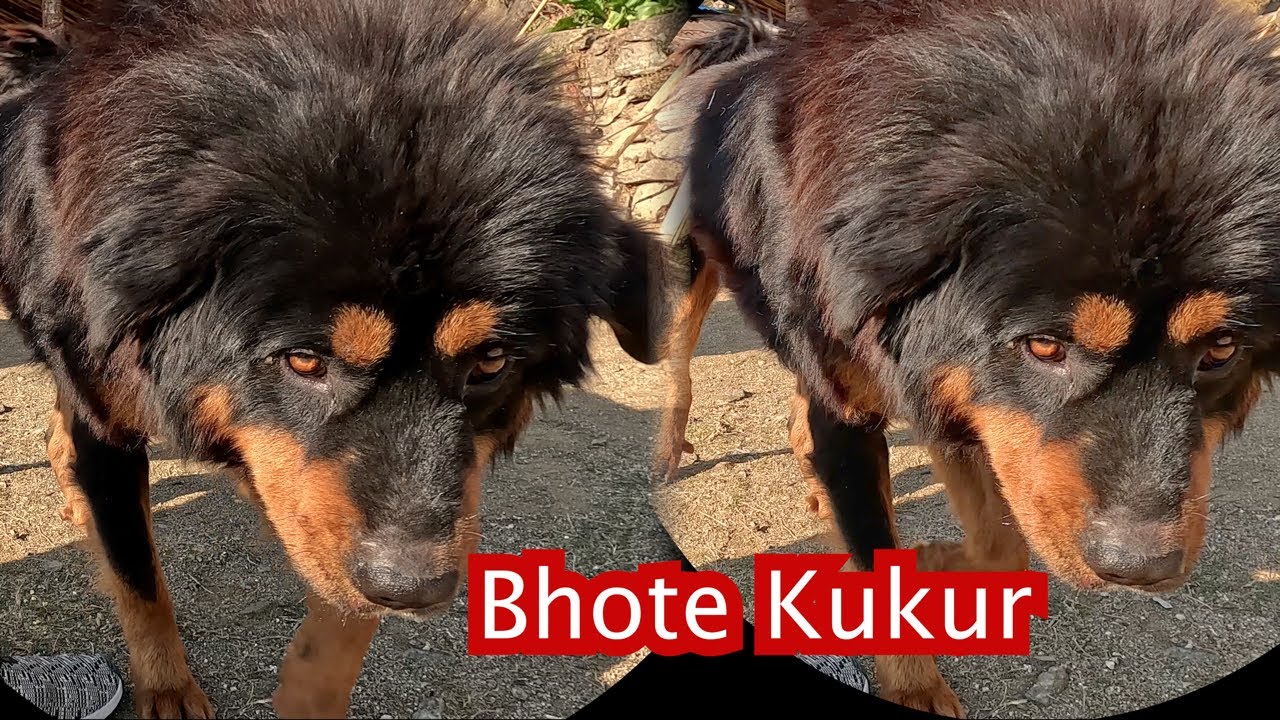 Pahad Ko Bhote KuKur Ko Jindagi | Life of Shepherd Dog in the mountain ...