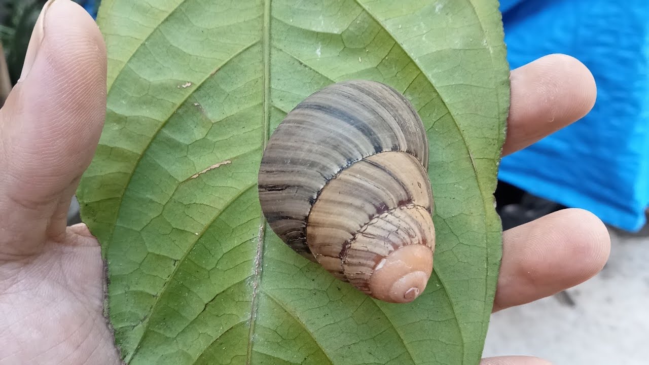 My First Upclose Encounter With a Bush Snail (Guling-Guling) - YouTube