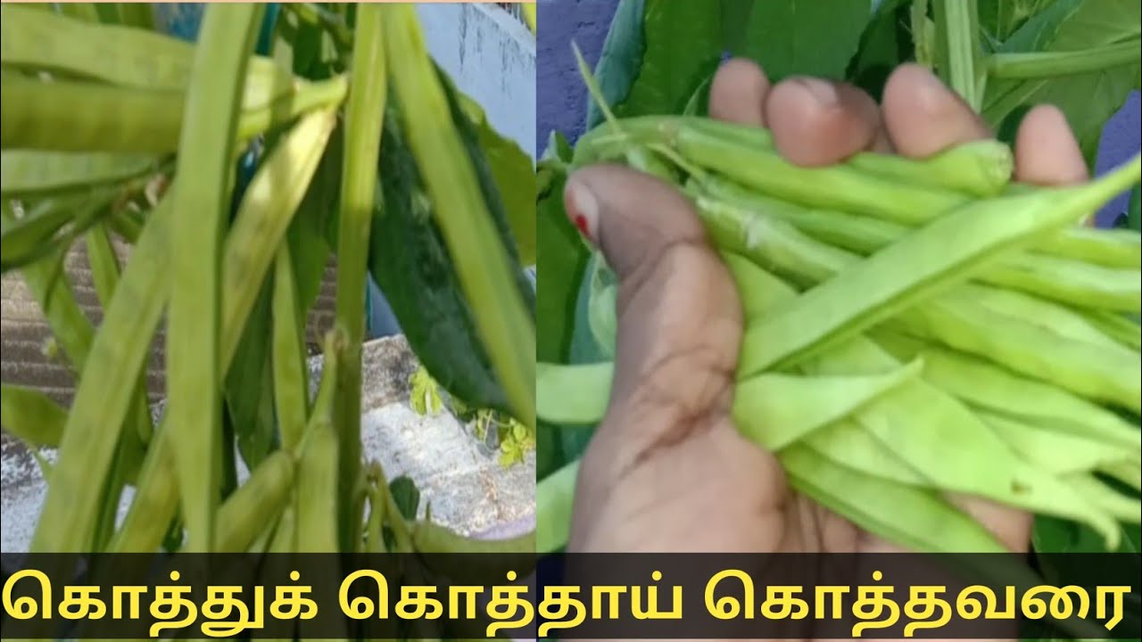 கொத்தவரங்காய் செடி வளர்வது எப்படி? Kothavarai Chedi Valarpathu Eppadi ...