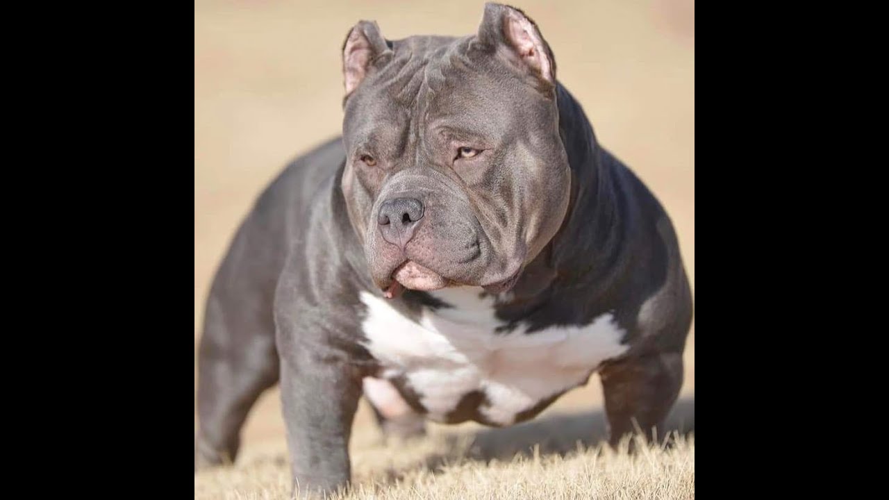 The Rhino Valley Experience Presents Our Keeper Male from Ch Brimm/Mula ...