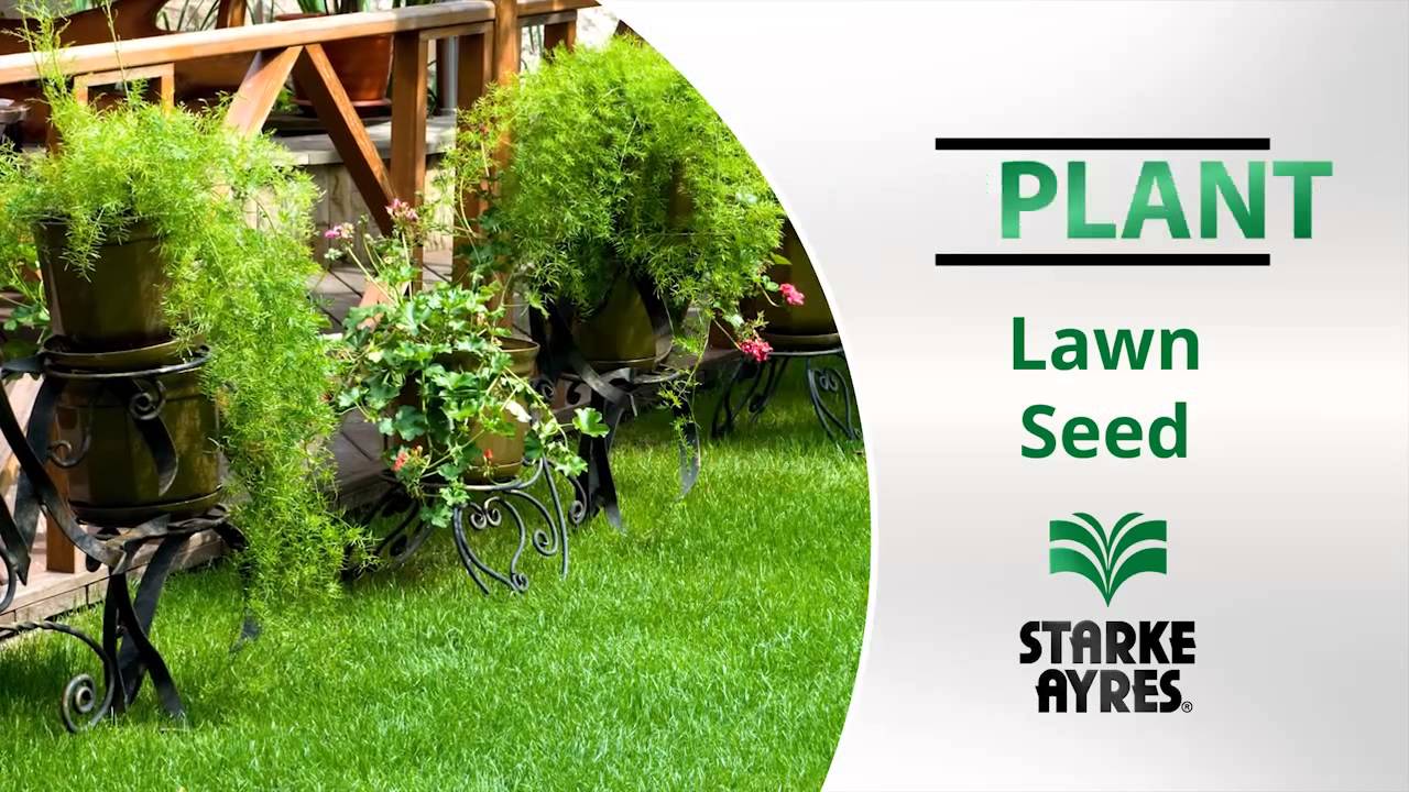 Starke Ayres Lawn Seed - YouTube