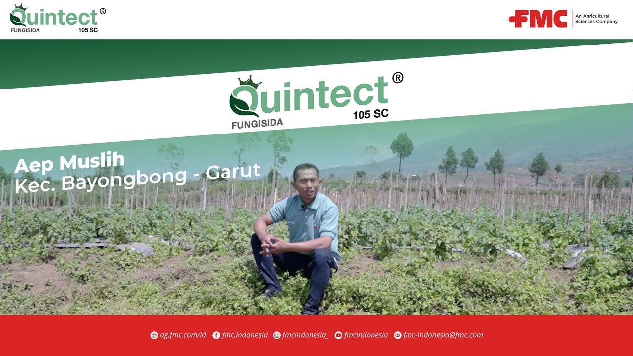 Testimoni Quintect®️ 105 SC - Aep Muslih (Bayongbong, Garut) - YouTube