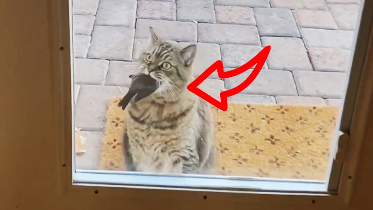 The cat comes home with a baby bird in its mouth and what happens next ...