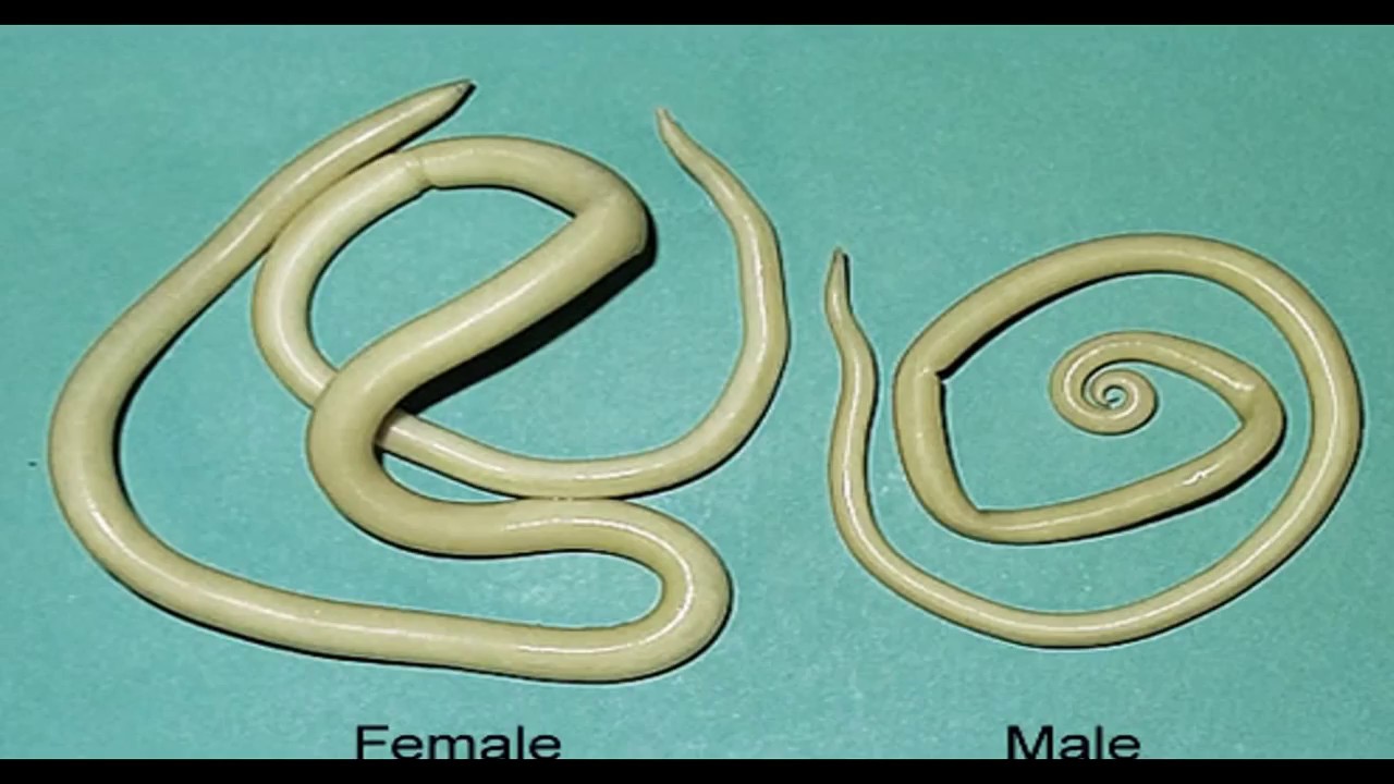 Ascaris lumbricoides, parasitologia, ciclo de vida. - YouTube