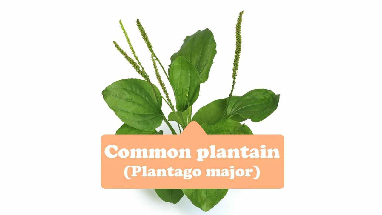 Common Plantain Drawing