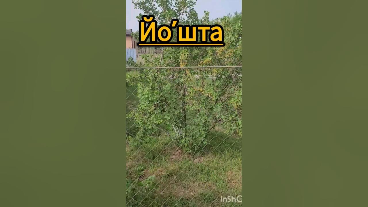 Йошта - гибрид чёрной смородины и крыжовника, теперь вы знаете чуть ...