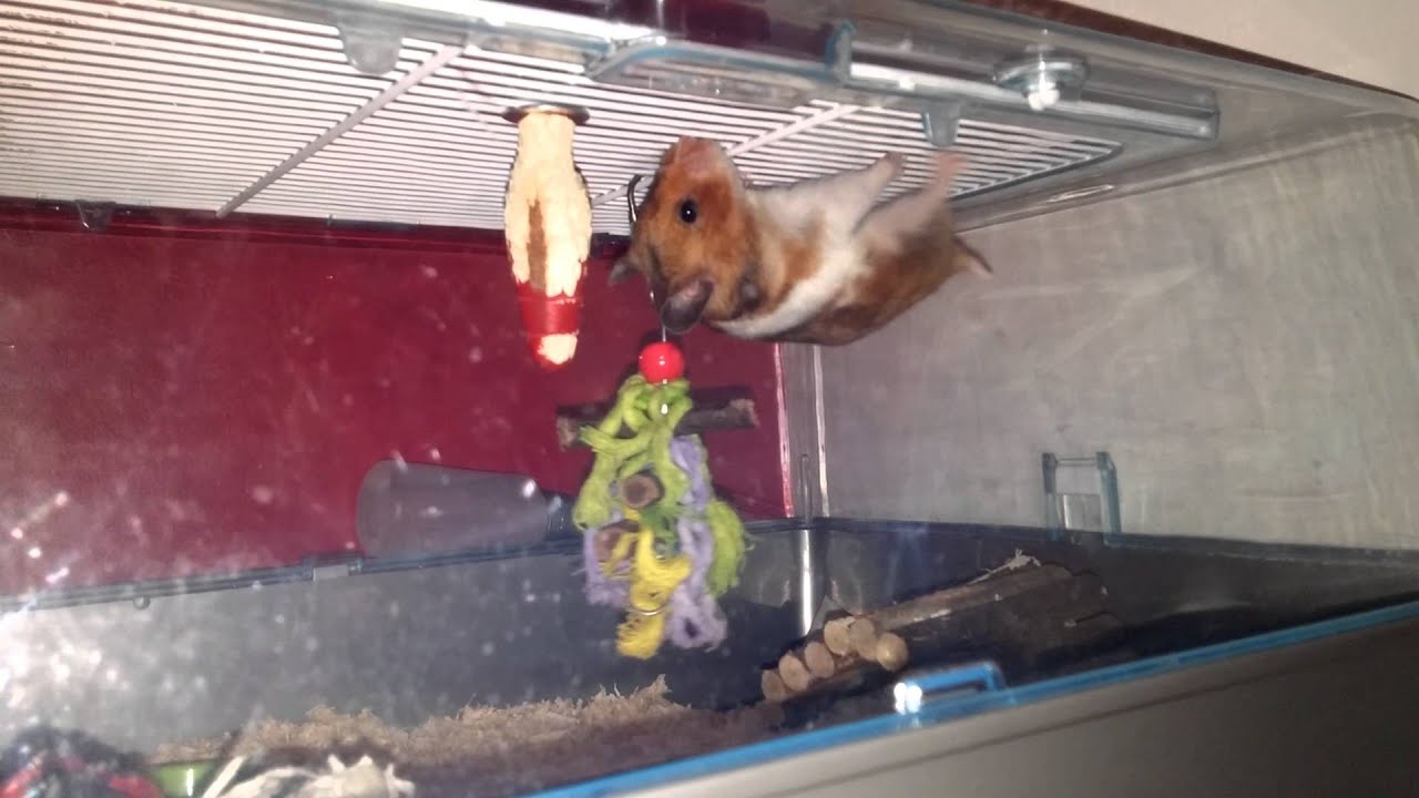 Hamster assault course - YouTube