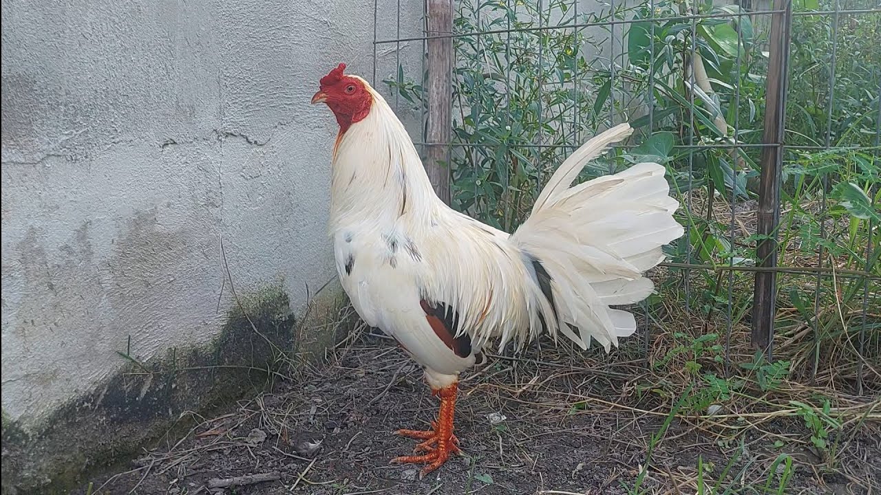 Ngày 12/11 . Lên 2 con gà tre siu mỹ đẹp . Gà tre kiểng đẹp . Anh em ...