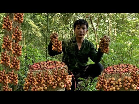 Harvesting Fireballs Fruit goes to the market sell - Build Farm ...