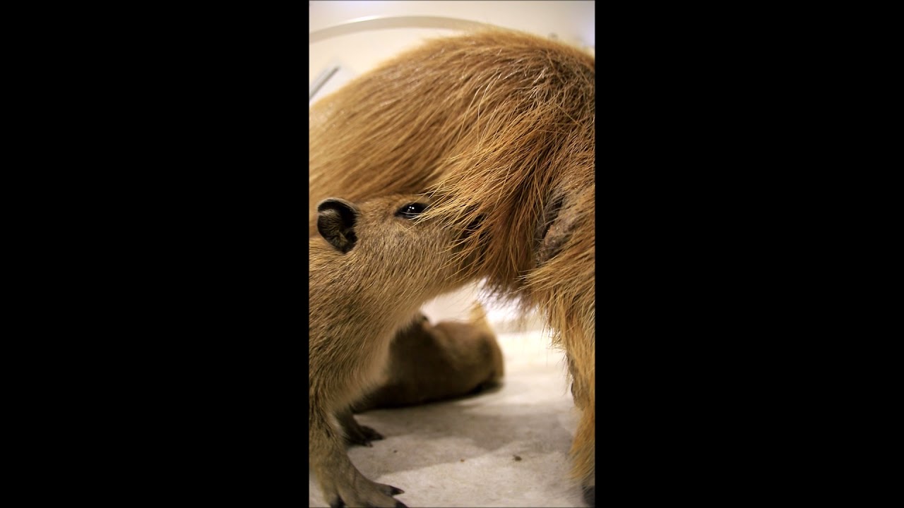 baby capybara drinking milk (*NO sounds*) - YouTube