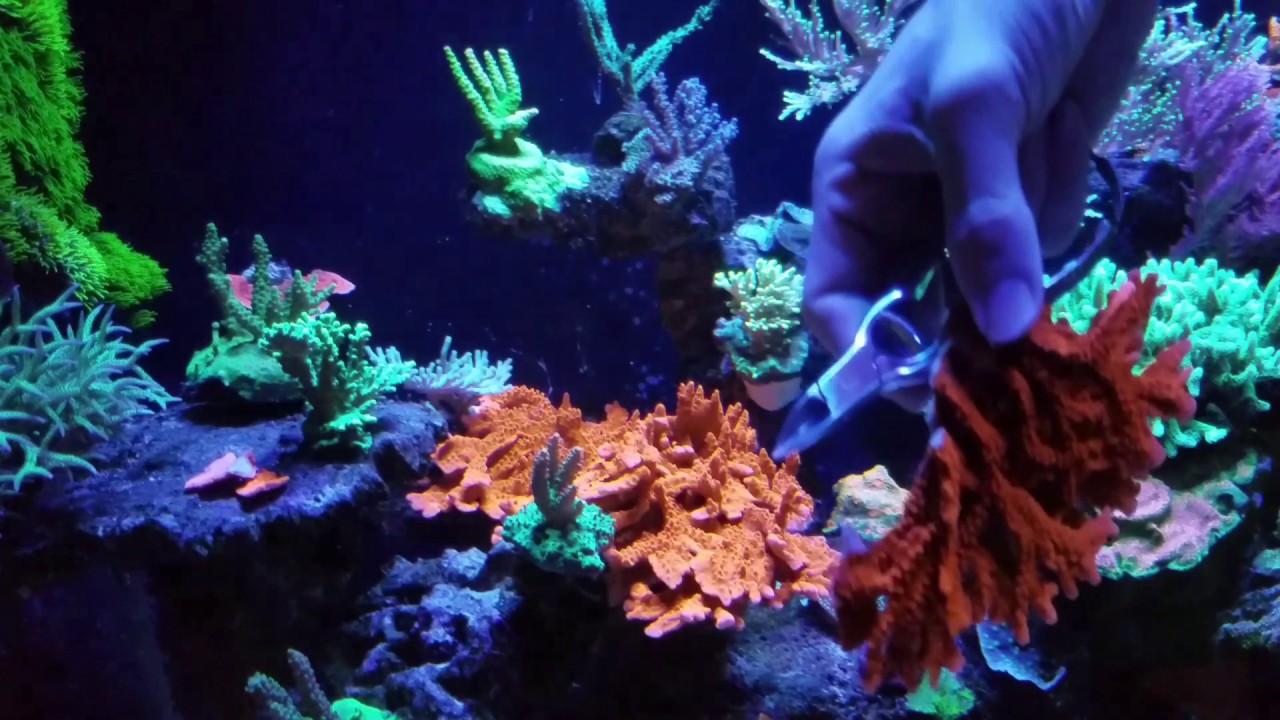 Coral growth issues. - YouTube