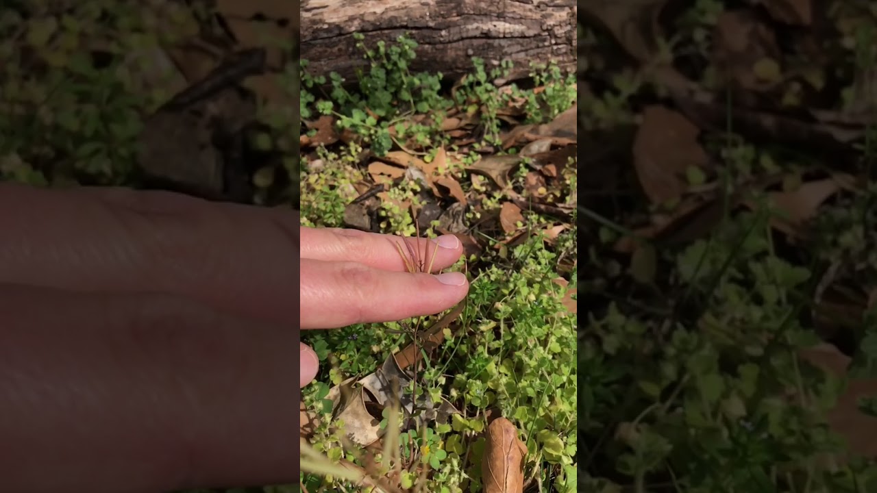 Ballistic seed dispersal - YouTube