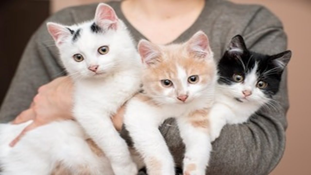 Cute Kittens Meowing For Mom - Cute Cat Sound With Other Animal Like ...