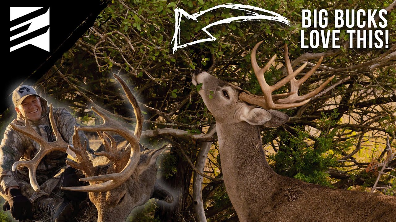 3 Shrubs That You NEED On Your Deer Hunting Farm! - YouTube
