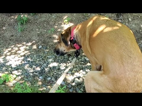 6/10/2025 - Walking the dog with Emmett the dog - YouTube