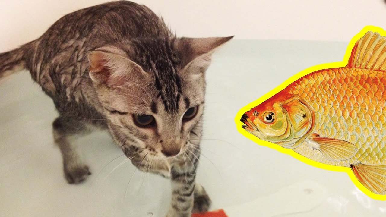 Kitty vs Fish - YouTube