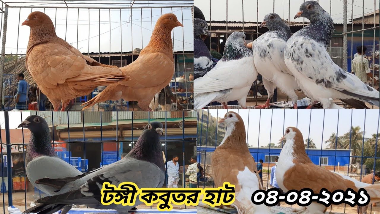 Largest Pigeon Market In Bangladesh | Tongi Kobutor Hat | Fancy ...