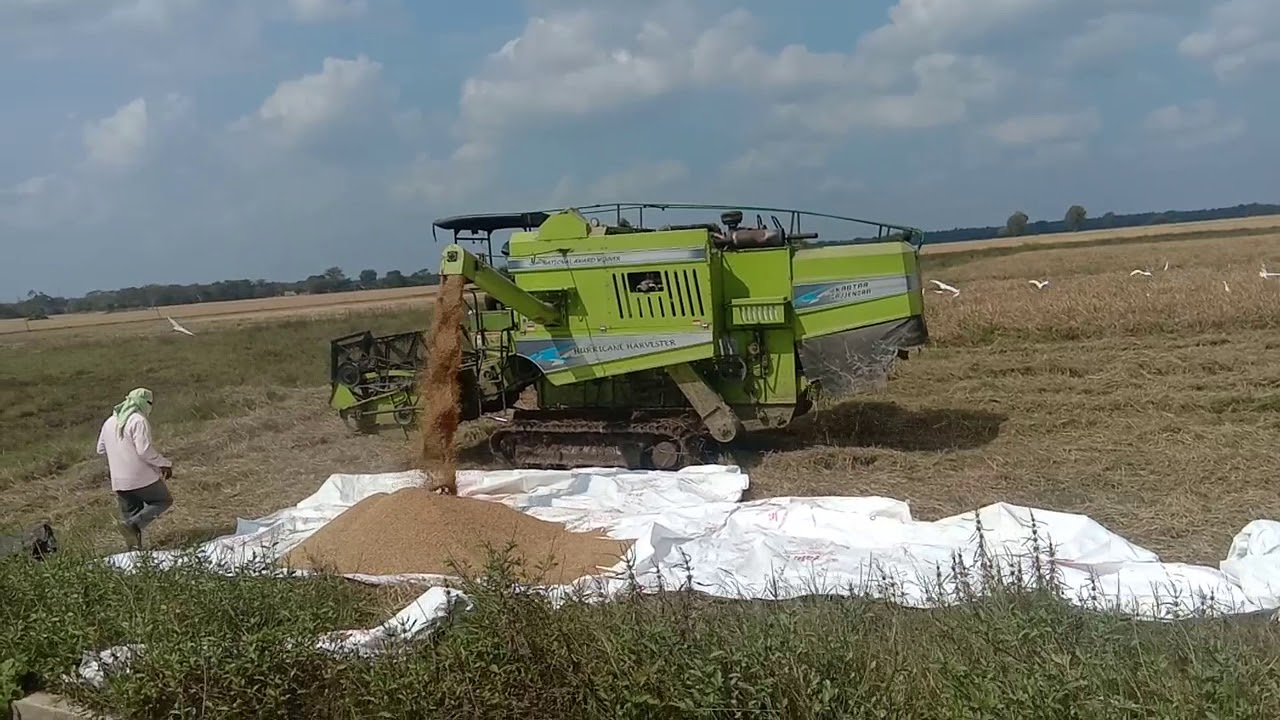 Harvested paddy -drum seeding cultivation method - YouTube