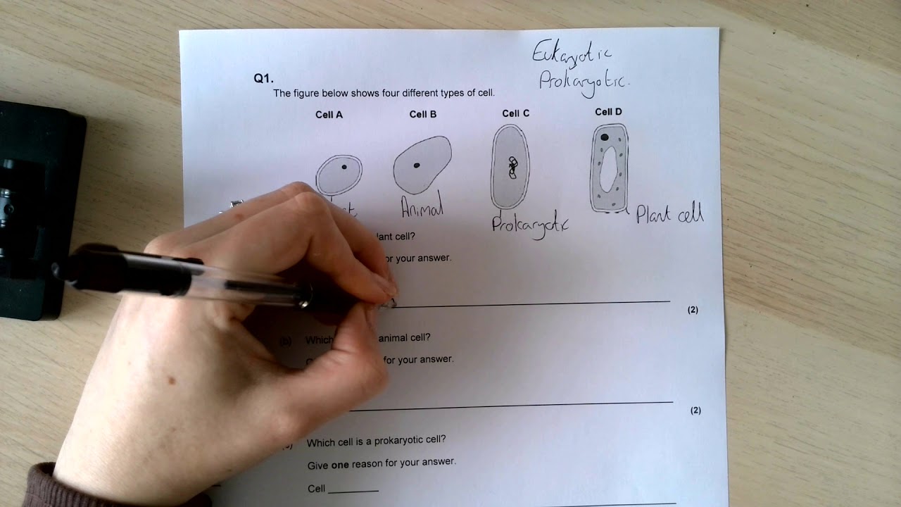Extension Cells and Microscopes - YouTube