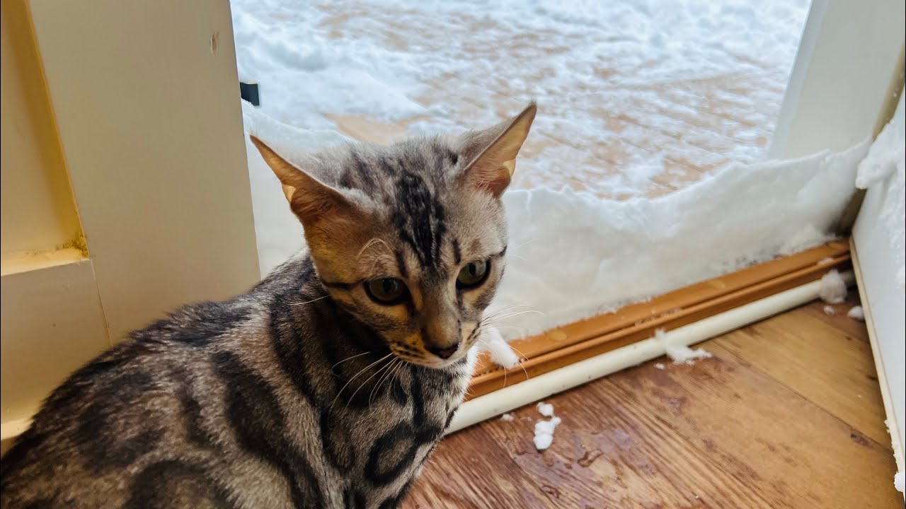 Snow cats: Cute kitties discover the winter wonderland! - YouTube