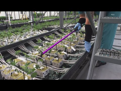 JCPS students can use medical marijuana at school; Strict guidelines ...