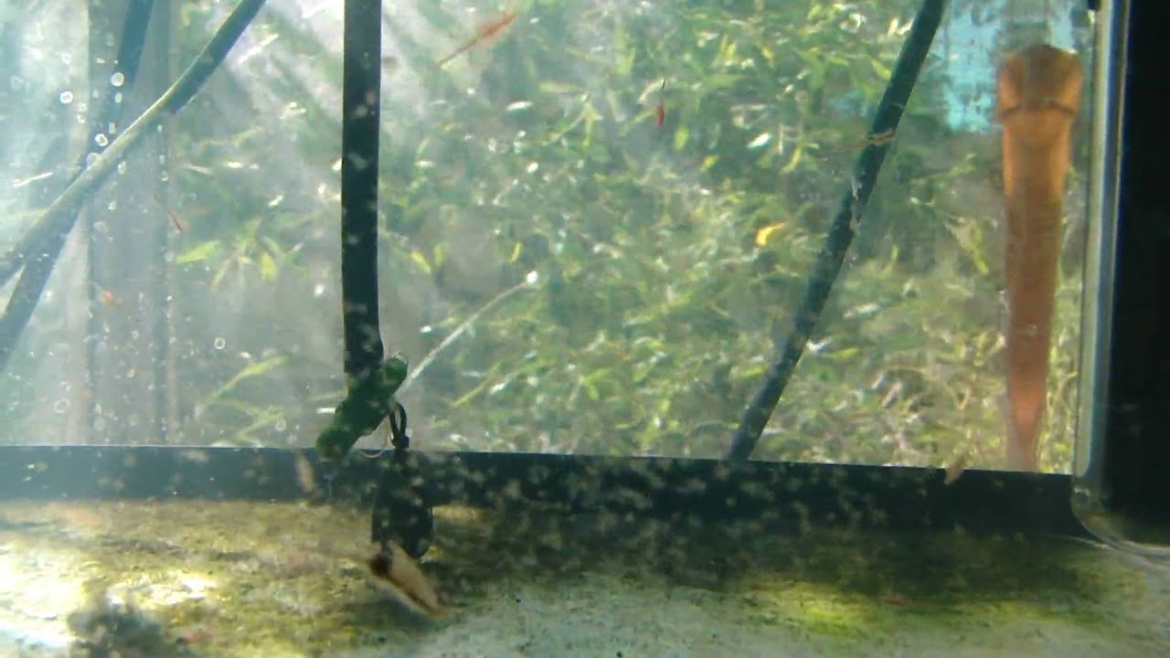 Happy Sea Monkeys.MP4 - YouTube